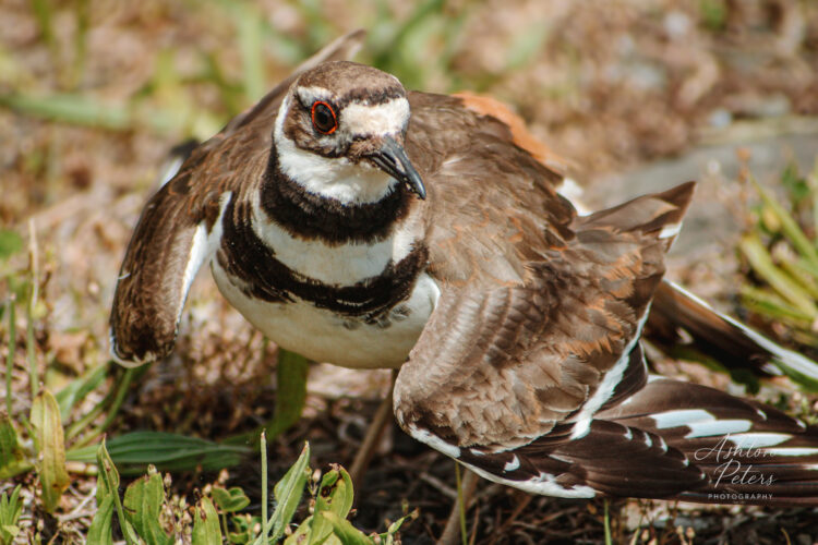 A rare look at a Killdeer bird nesting | News, Sports, Jobs - The Express